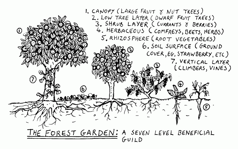 forest gardening - Managementdo
